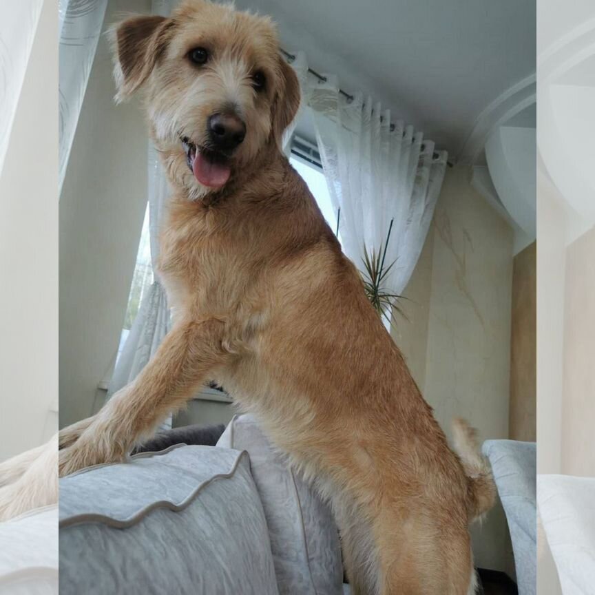 Взрослая собака в добрые руки