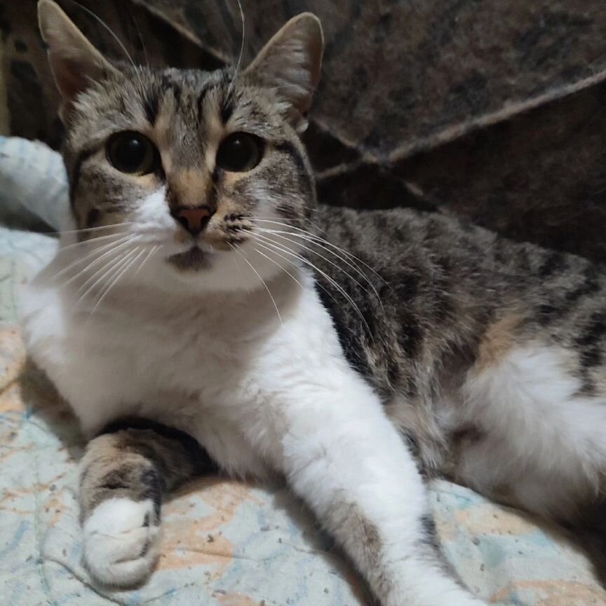 Маечка ищет дом