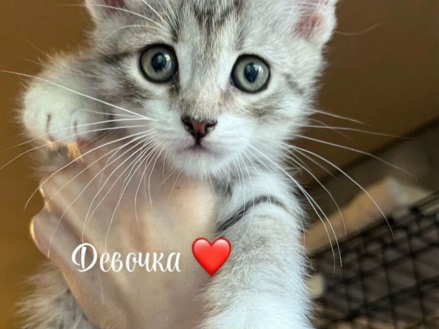 Котенок в добрые руки