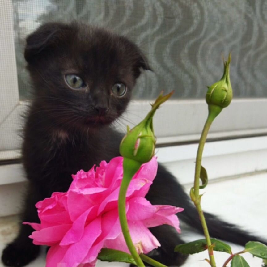 Котята