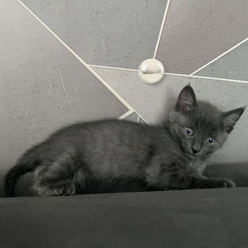 Котенок девочка серая