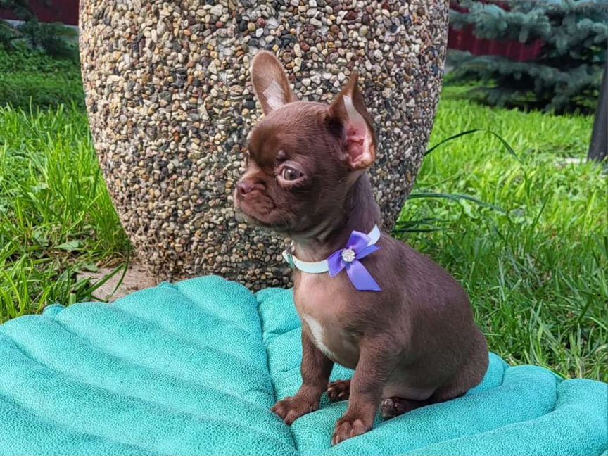 Шоколадный брутальный малыш