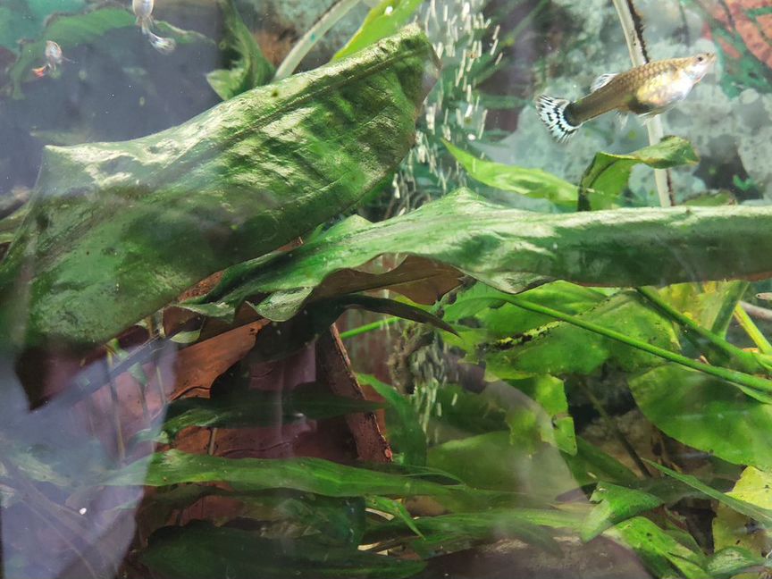 Подрощенние рыбки гуппи