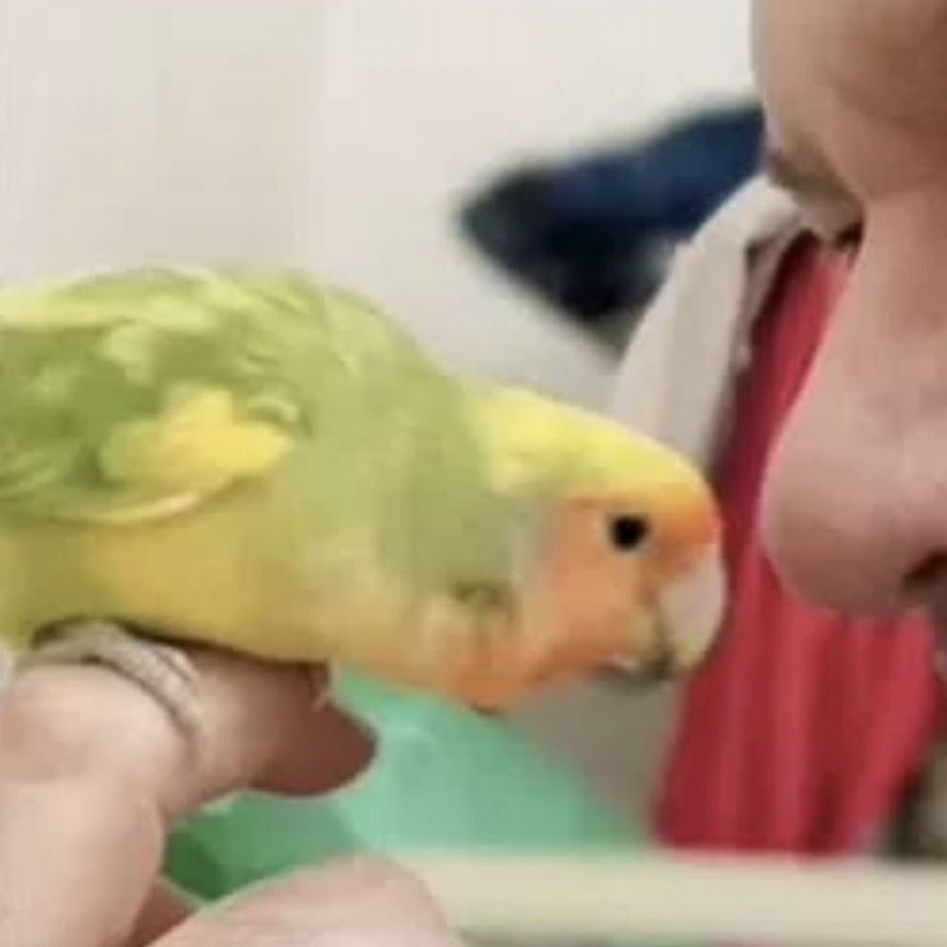 Неразлучник Выкормыш Попугай Липучка