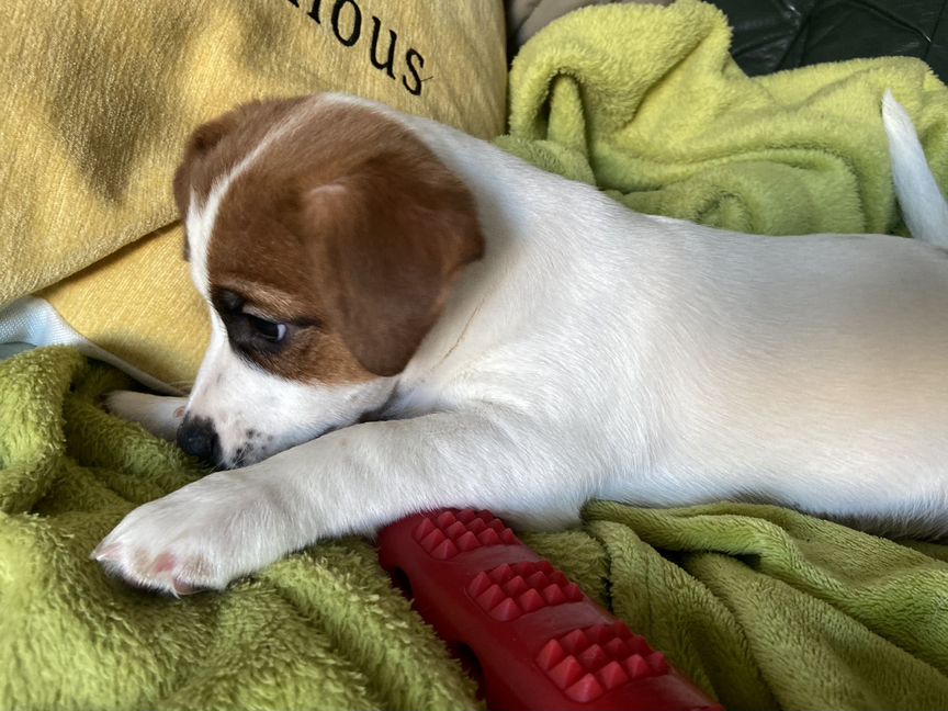 Джек Рассел терьер девочка