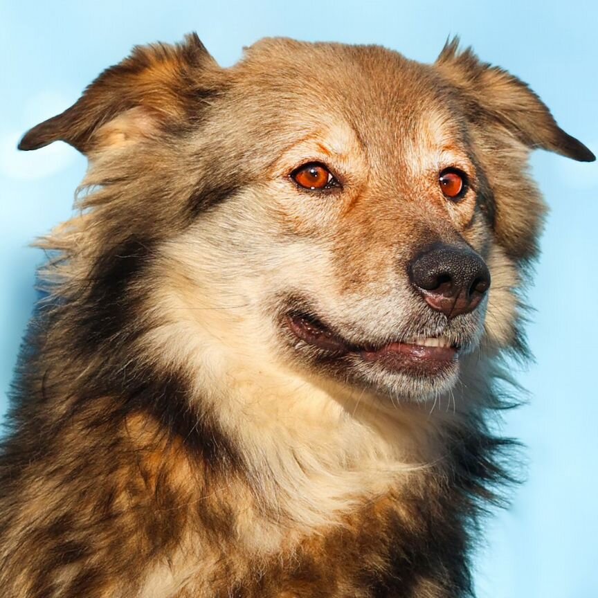 Собака в добрые руки отдам бесплатно