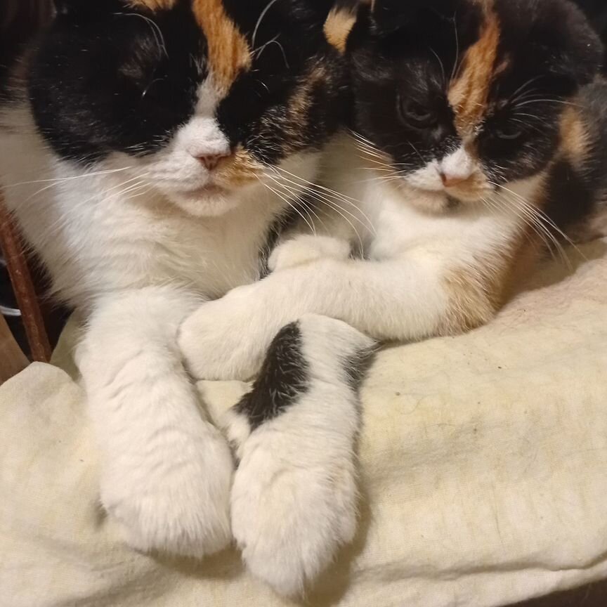 Котёнок от частного владельца