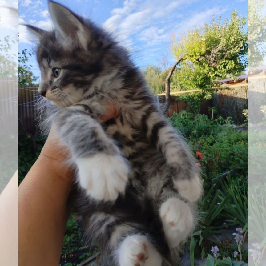 Норвежский лесной котенок