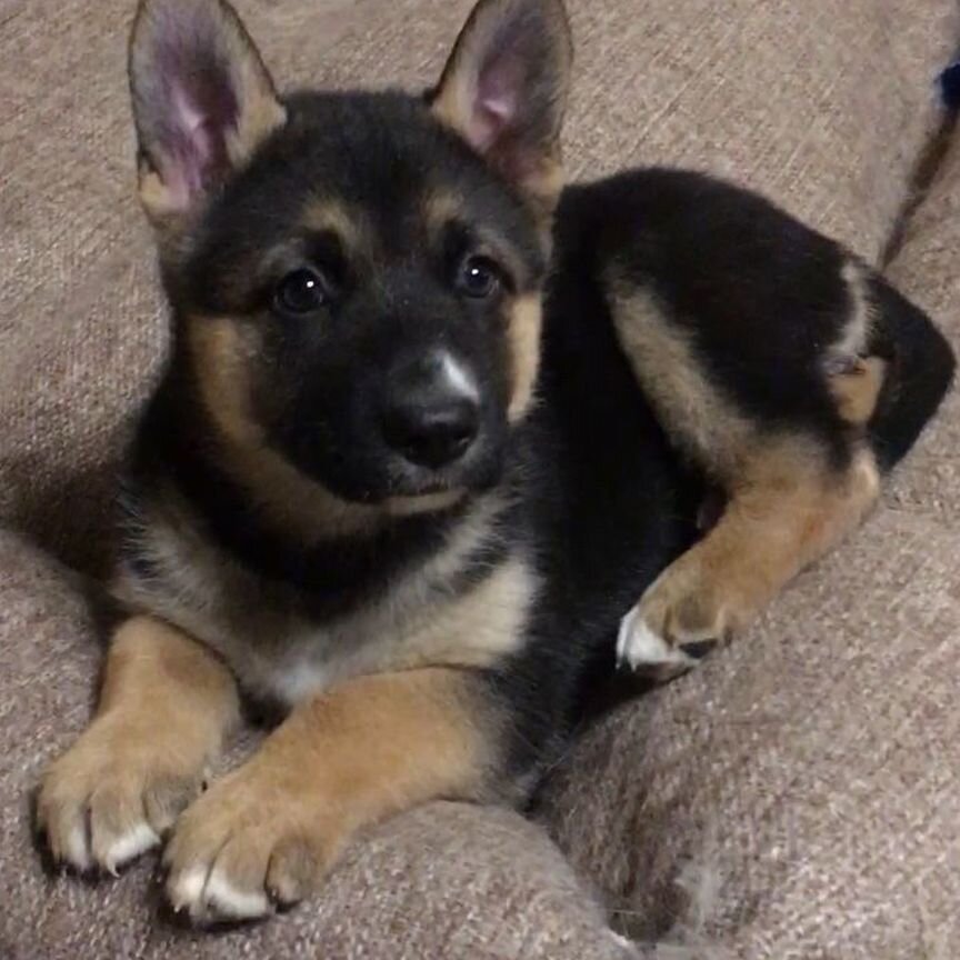 Немецкая овчарка, щенок