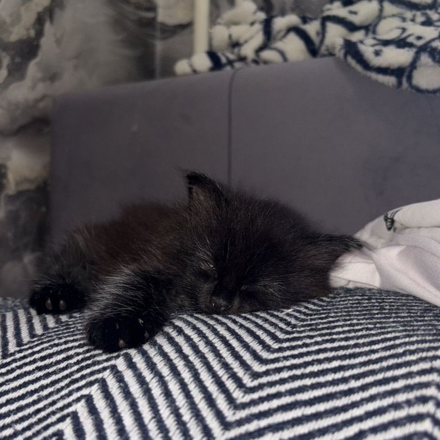 Котенок