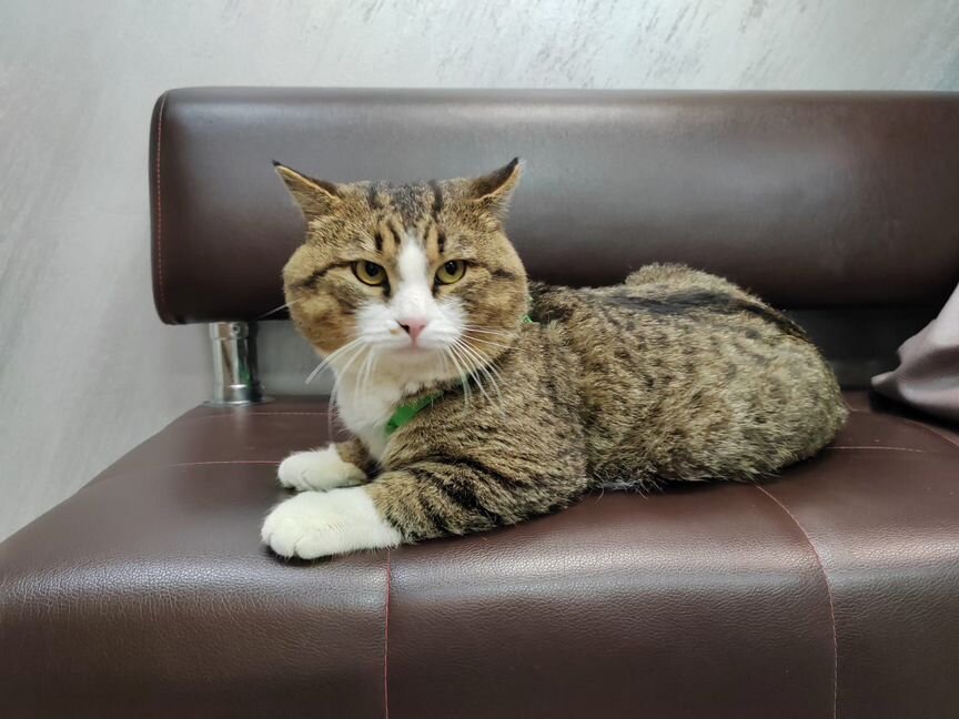 Кот