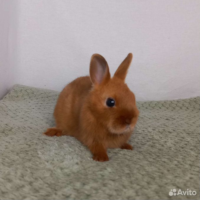 Карликовый сатиновый кролик