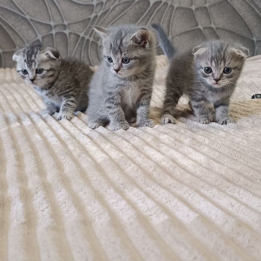 Шотландская