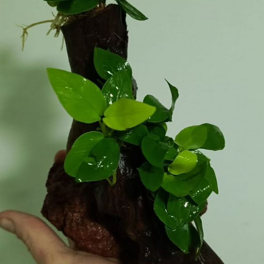 Анубиас на коряге и лаве, Аквариумные композиции