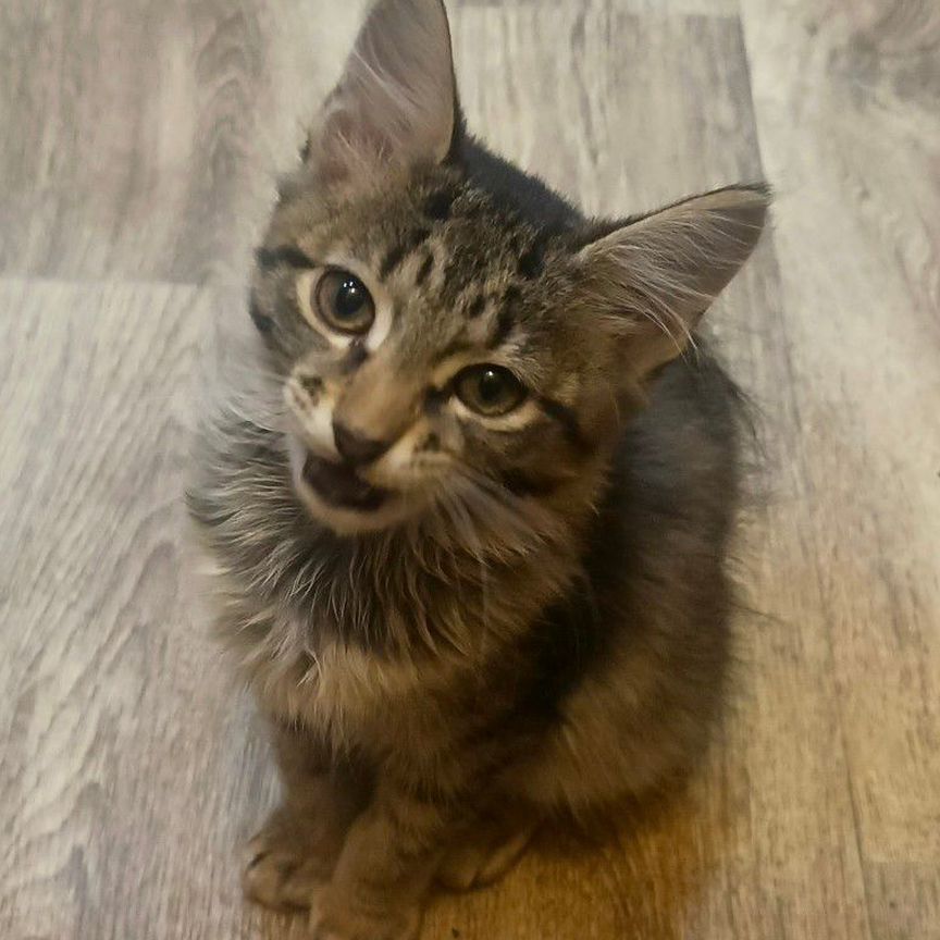 Мейн-кун котёнок