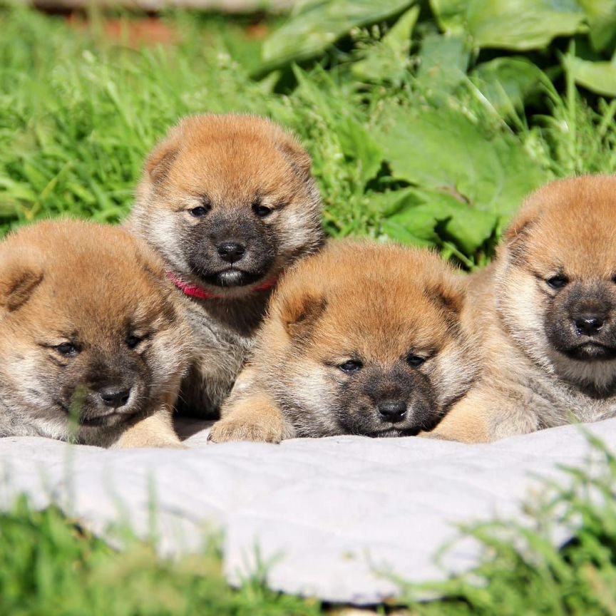 Сиба ину купить щенки мальчик девочка