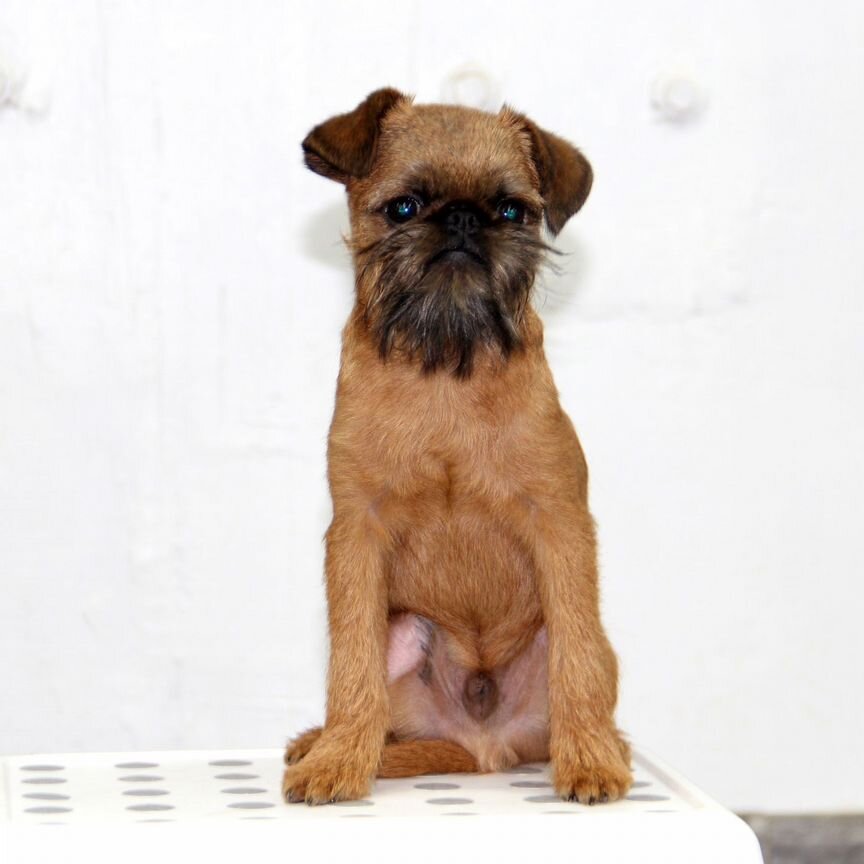 Яркий Брюссельчик