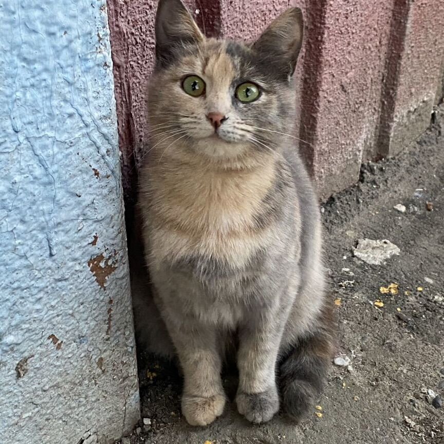Кошечка Дымка