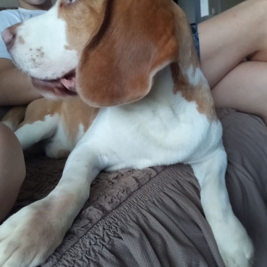 Собака кусака