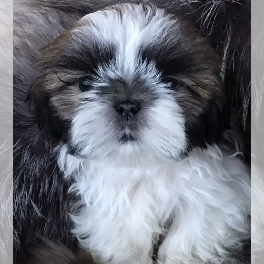 Ши-тцу, щенок