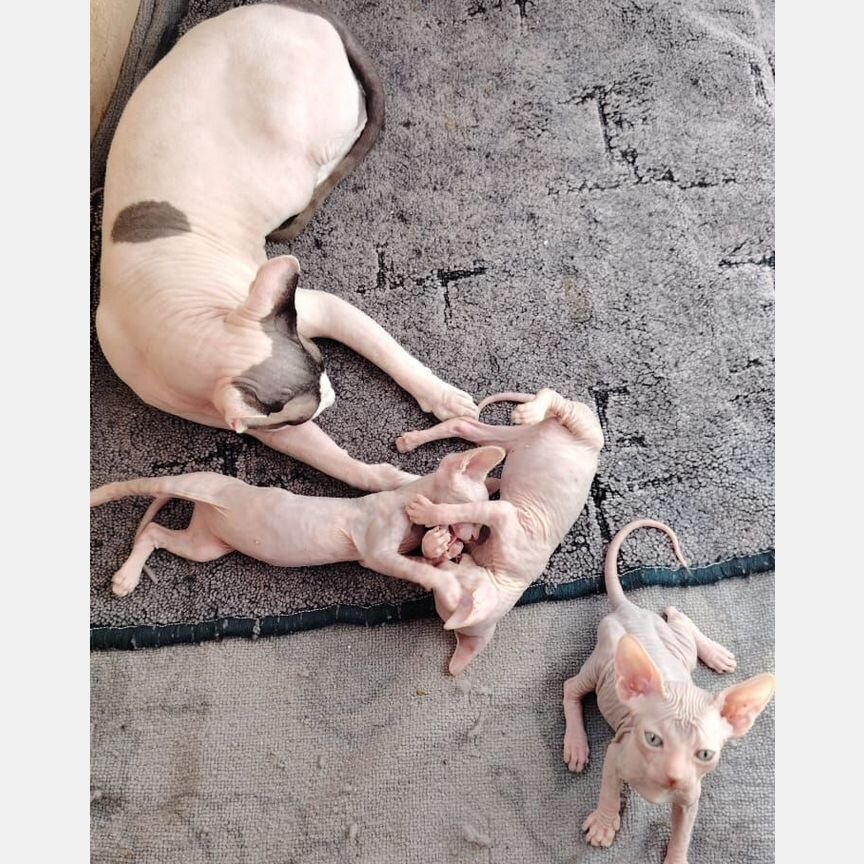 Донской сфинкс котята браш