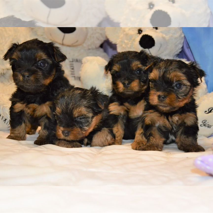 Йоркширский терьер, щенок