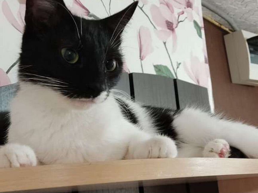 Кошечка в добрые руки