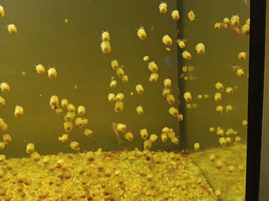 Улитка Ампулярия