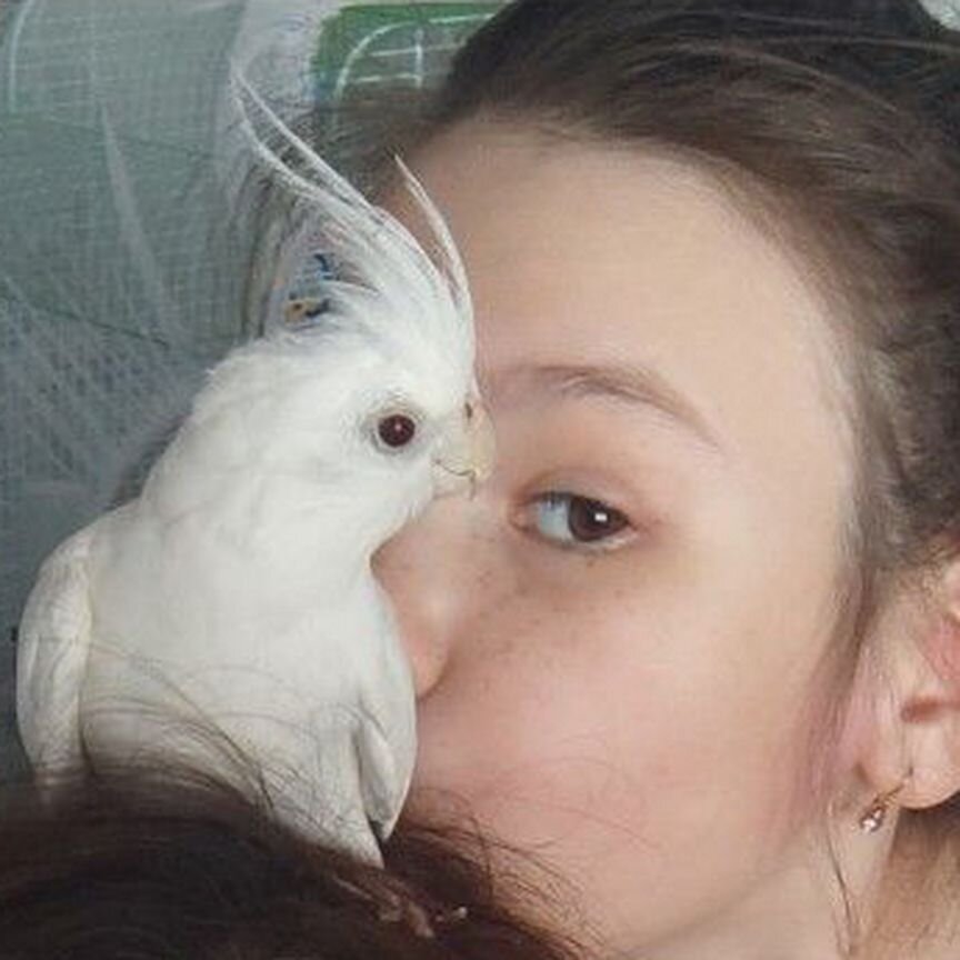 Домашние животные