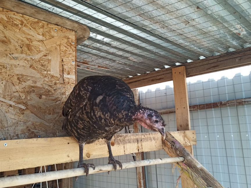 Домашняя индейка