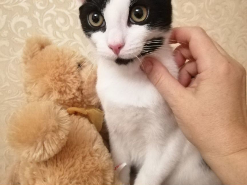 Котенок мальчик хочет домой