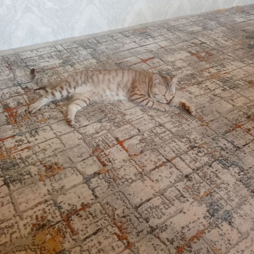 Отдам бесплатно