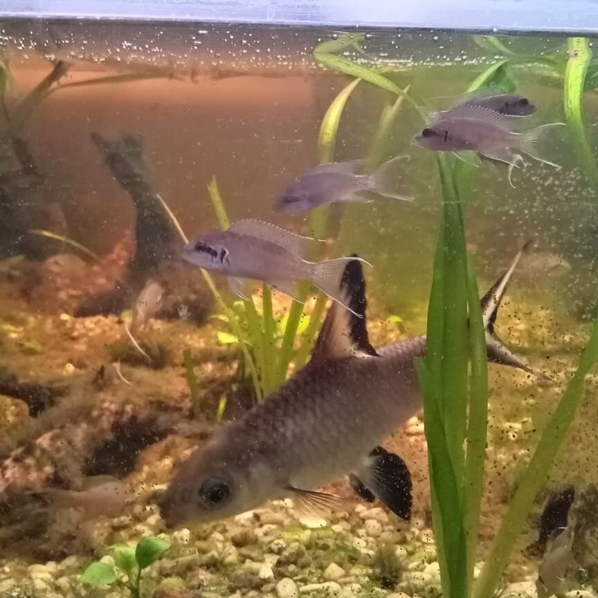 Аквариумные рыбки