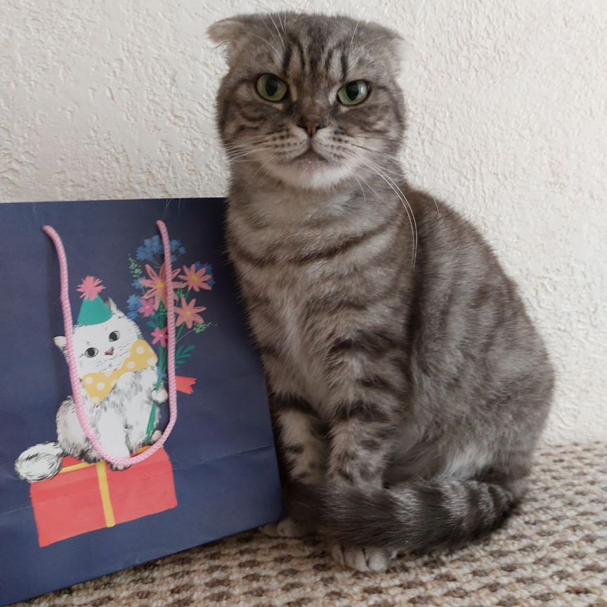 Ищет любимых хозяев кошечка Фрэнсис