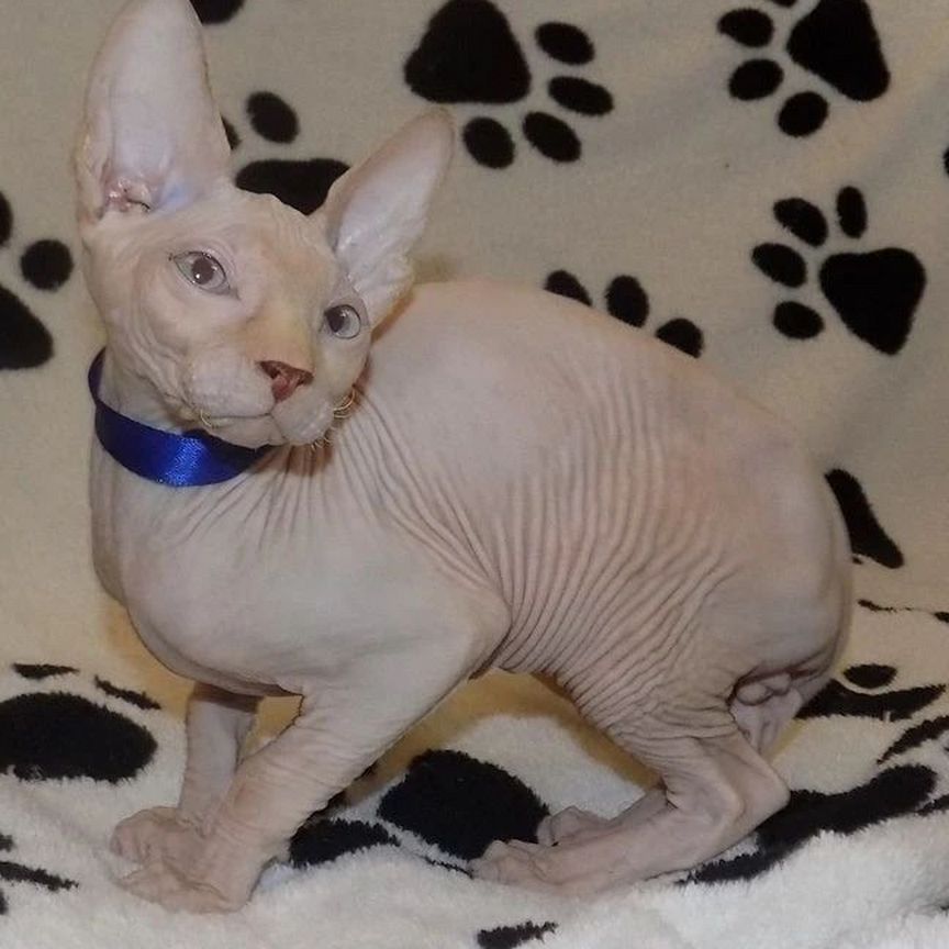 Канадский сфинкс котёнок