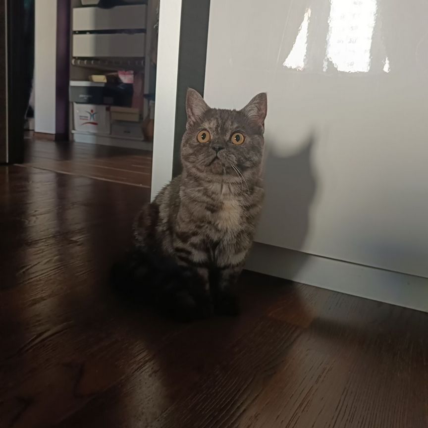 Котята манчкин в добрые руки