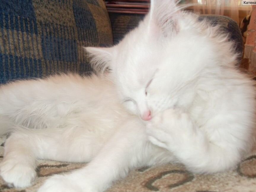 Пушистая белая ангорская кошка Мотильда