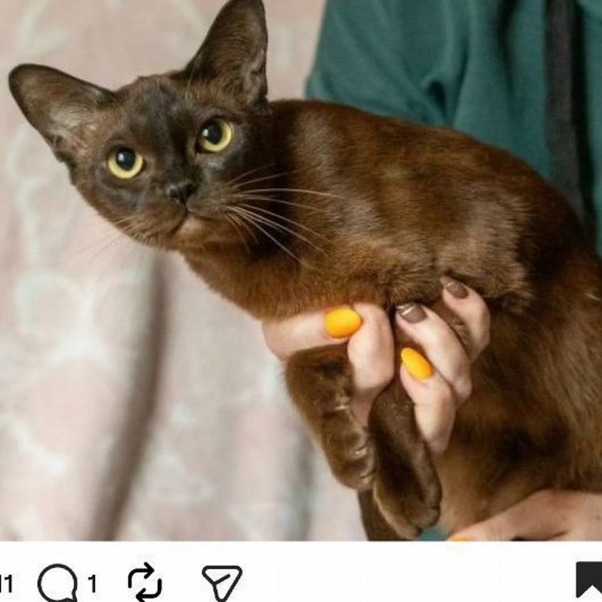 Европейская бурманская, взрослая кошка