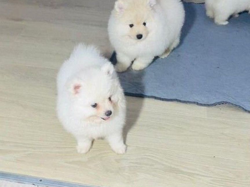 Щенок шпица