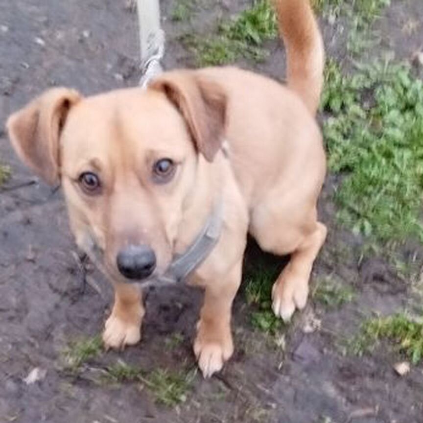 Щенок в добрые руки