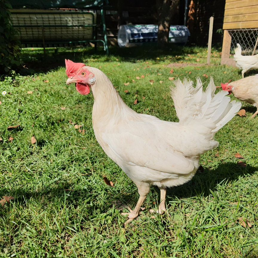 Куры несушки Супер Ник