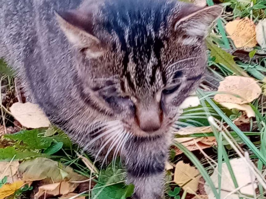 Раненому коту нужна помощ