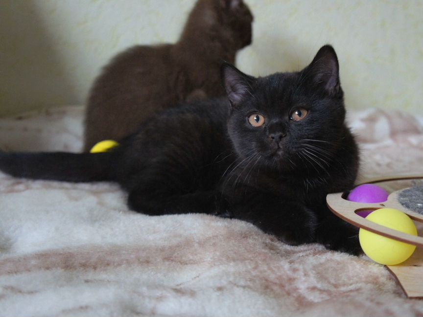 Черный британец