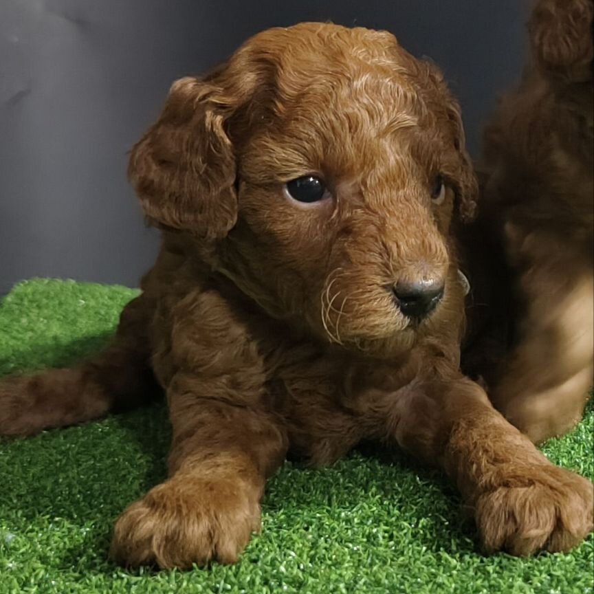 Пудель, щенок