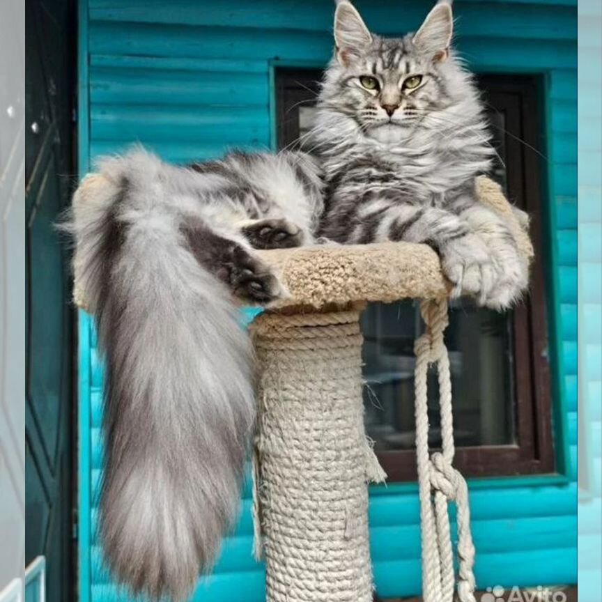 Кошки мейн-кун