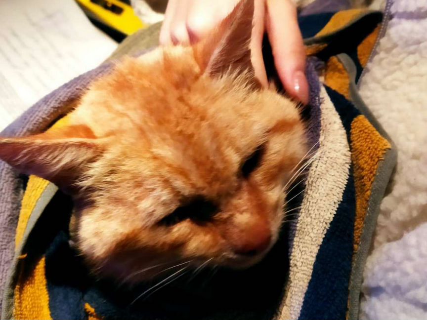 Нужно спасти старенького кота