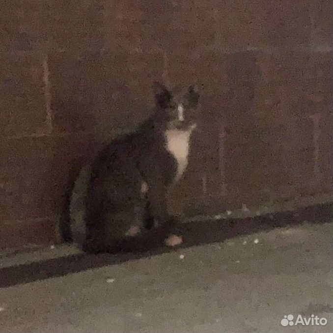 Найден замечен кот/кошка в Центре