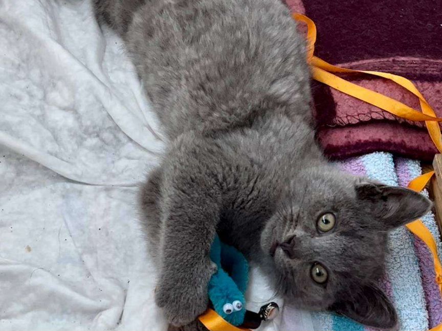 Котята в добрые руки бесплатно