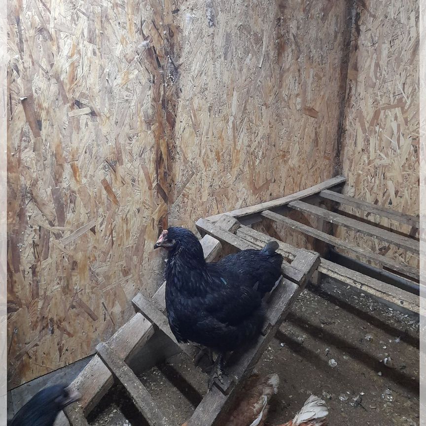 Куры молодки джерсицский гигант