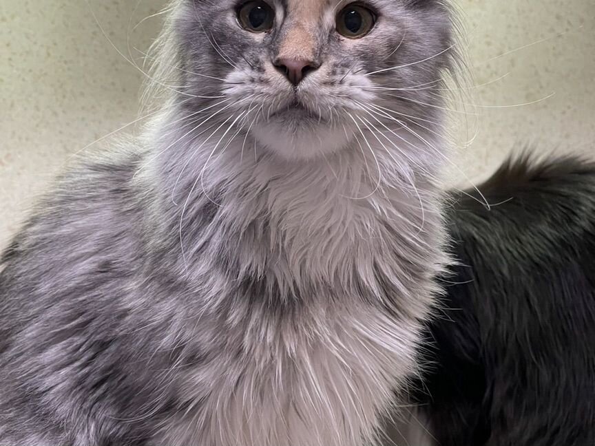 Мейн-кун девочка